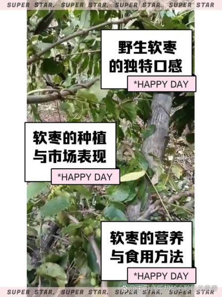 软枣的功效与作用_软枣怎么吃效果最好-第3张图片-山城妙识 软枣的功效与作用_软枣怎么吃效果最好-第3张图片-山城妙识