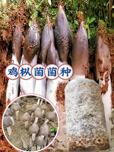 鸡枞菌种植视频_如何在家种出高产鸡枞菌-第3张图片-山城妙识 鸡枞菌种植视频_如何在家种出高产鸡枞菌-第3张图片-山城妙识