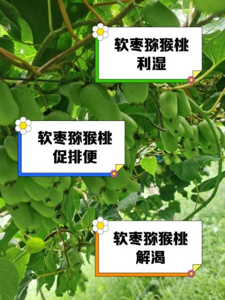 软枣的功效与作用_软枣怎么吃效果最好-第1张图片-山城妙识 软枣的功效与作用_软枣怎么吃效果最好-第1张图片-山城妙识