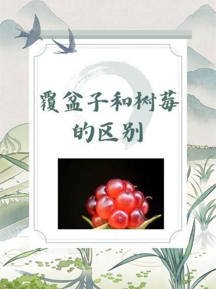 树莓和覆盆子的区别_哪个营养价值更高-第3张图片-山城妙识 树莓和覆盆子的区别_哪个营养价值更高-第3张图片-山城妙识