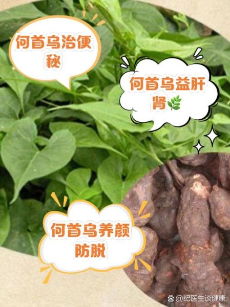 何首乌的正确吃法_何首乌用量多少-第1张图片-山城妙识 何首乌的正确吃法_何首乌用量多少-第1张图片-山城妙识