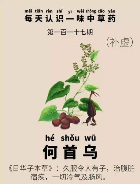 何首乌的正确吃法_何首乌用量多少-第2张图片-山城妙识 何首乌的正确吃法_何首乌用量多少-第2张图片-山城妙识