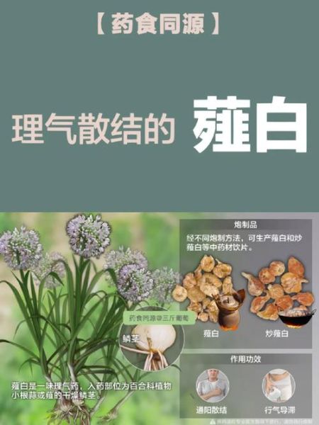 薤白副作用有哪些_薤白禁忌人群-第3张图片-山城妙识