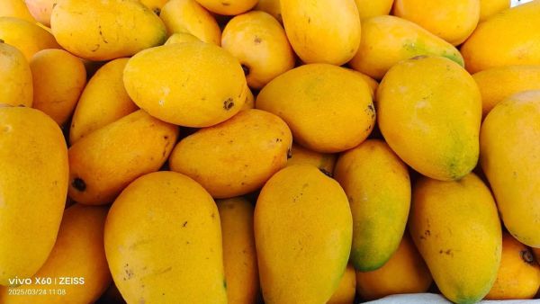 芒果多少钱一斤_现在芒果价格行情-第3张图片-山城妙识 芒果多少钱一斤_现在芒果价格行情-第3张图片-山城妙识