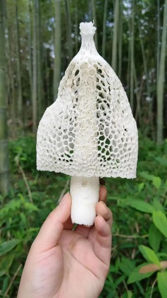 竹笋菌多少钱一斤_竹笋菌价格行情-第2张图片-山城妙识