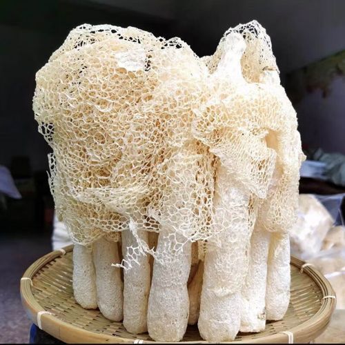 竹笋菌多少钱一斤_竹笋菌价格行情-第1张图片-山城妙识