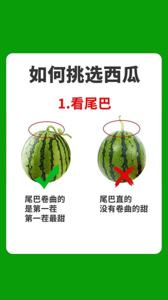 西瓜怎么挑才甜_西瓜挑选技巧图解-第1张图片-山城妙识 西瓜怎么挑才甜_西瓜挑选技巧图解-第1张图片-山城妙识
