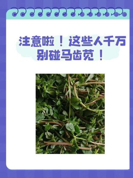 马齿菜什么人不能吃_六种人不宜吃马齿菜-第2张图片-山城妙识 马齿菜什么人不能吃_六种人不宜吃马齿菜-第2张图片-山城妙识