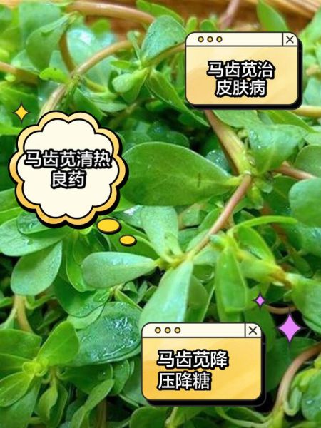 马齿菜什么人不能吃_六种人不宜吃马齿菜-第3张图片-山城妙识 马齿菜什么人不能吃_六种人不宜吃马齿菜-第3张图片-山城妙识