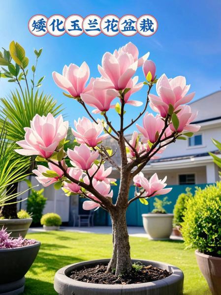 玉兰树怎么养_玉兰树什么时候开花-第1张图片-山城妙识 玉兰树怎么养_玉兰树什么时候开花-第1张图片-山城妙识