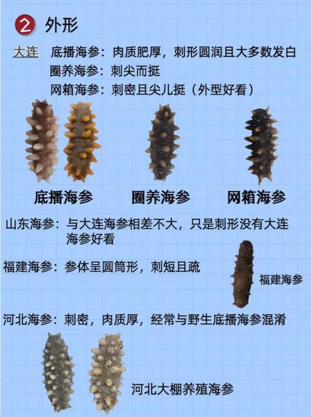 辽参价格多少钱一斤_辽参和海参的区别-第1张图片-山城妙识 辽参价格多少钱一斤_辽参和海参的区别-第1张图片-山城妙识