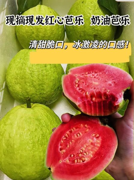 芭乐是什么水果_芭乐怎么吃才好吃-第3张图片-山城妙识 芭乐是什么水果_芭乐怎么吃才好吃-第3张图片-山城妙识