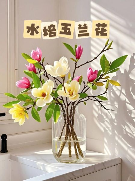 玉兰树怎么养_玉兰树什么时候开花-第3张图片-山城妙识 玉兰树怎么养_玉兰树什么时候开花-第3张图片-山城妙识