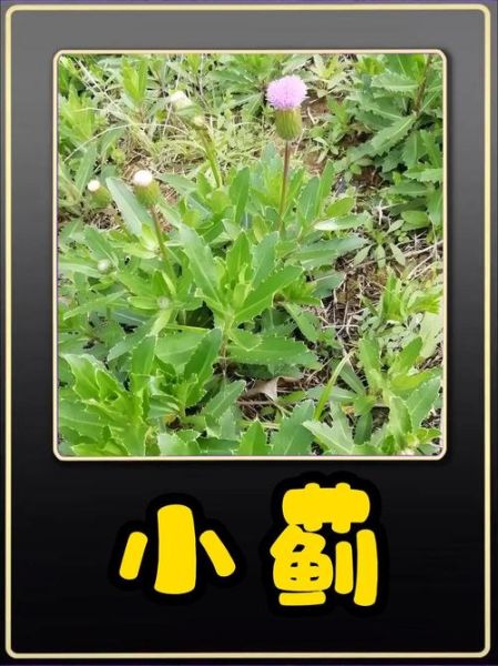 刺儿菜图片长什么样_刺儿菜的功效与作用-第3张图片-山城妙识 刺儿菜图片长什么样_刺儿菜的功效与作用-第3张图片-山城妙识