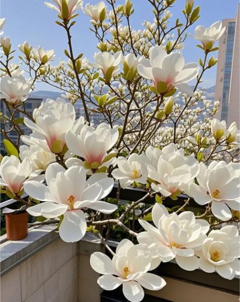 玉兰树怎么养_玉兰树什么时候开花-第2张图片-山城妙识 玉兰树怎么养_玉兰树什么时候开花-第2张图片-山城妙识