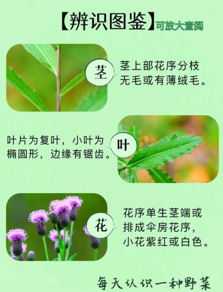 刺儿菜图片长什么样_刺儿菜的功效与作用-第2张图片-山城妙识 刺儿菜图片长什么样_刺儿菜的功效与作用-第2张图片-山城妙识