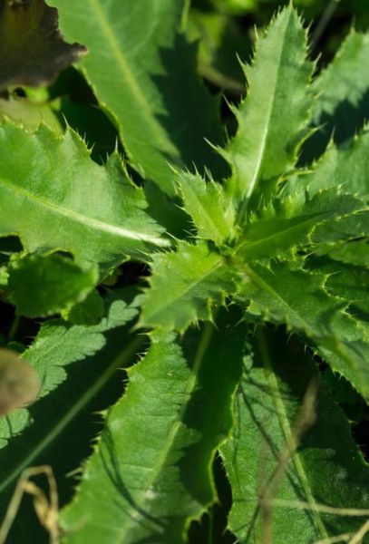 刺儿菜图片长什么样_刺儿菜的功效与作用-第1张图片-山城妙识 刺儿菜图片长什么样_刺儿菜的功效与作用-第1张图片-山城妙识