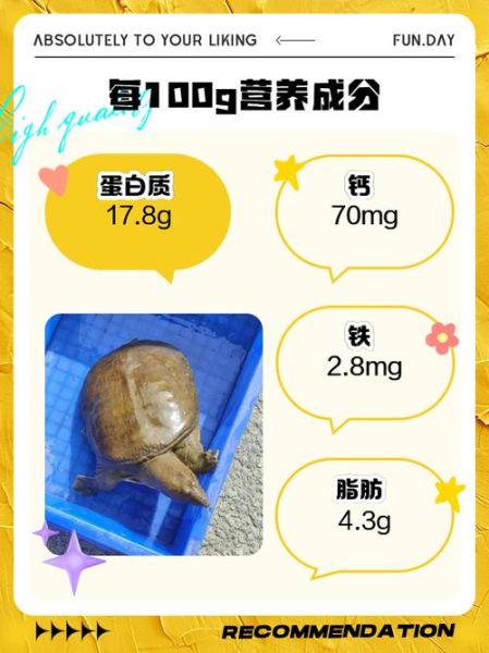 野生甲鱼的营养价值_野生甲鱼吃了有什么好处-第1张图片-山城妙识 野生甲鱼的营养价值_野生甲鱼吃了有什么好处-第1张图片-山城妙识