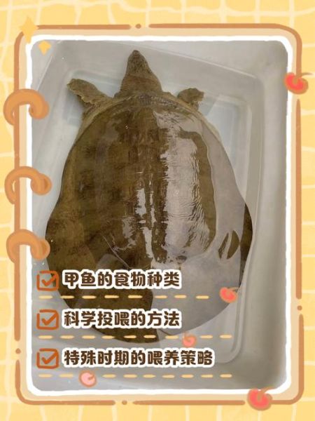 野生甲鱼的营养价值_野生甲鱼吃了有什么好处-第2张图片-山城妙识 野生甲鱼的营养价值_野生甲鱼吃了有什么好处-第2张图片-山城妙识