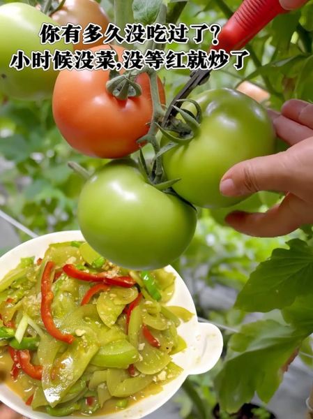 青西红柿怎么炒好吃_青西红柿有毒吗-第2张图片-山城妙识
