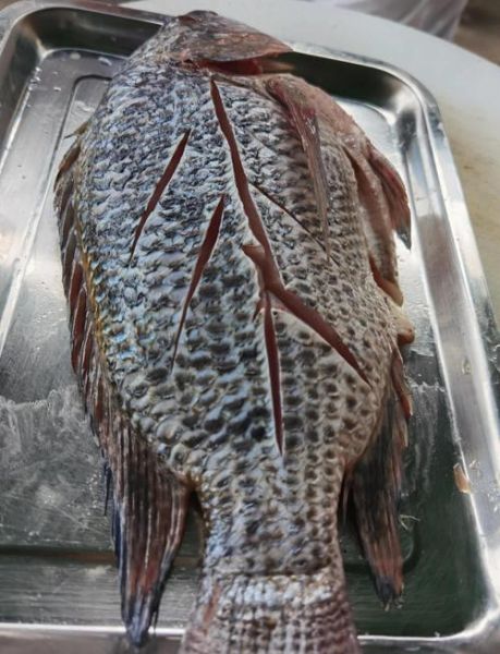 罗非鱼能吃吗_罗非鱼到底能不能吃-第1张图片-山城妙识 罗非鱼能吃吗_罗非鱼到底能不能吃-第1张图片-山城妙识