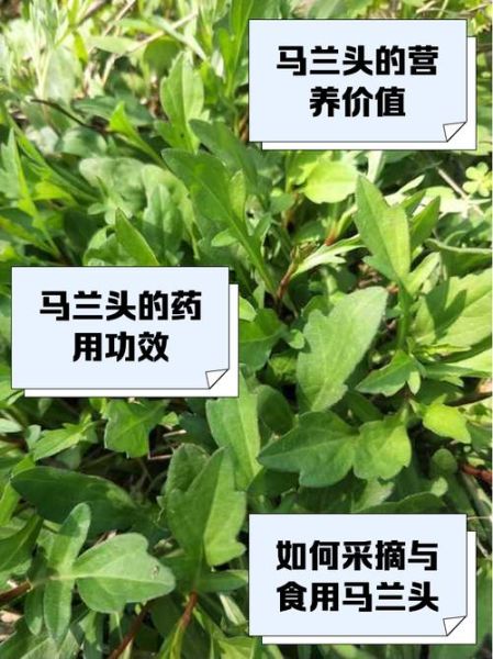 马兰头图片功效与作用_马兰头怎么吃最营养-第3张图片-山城妙识