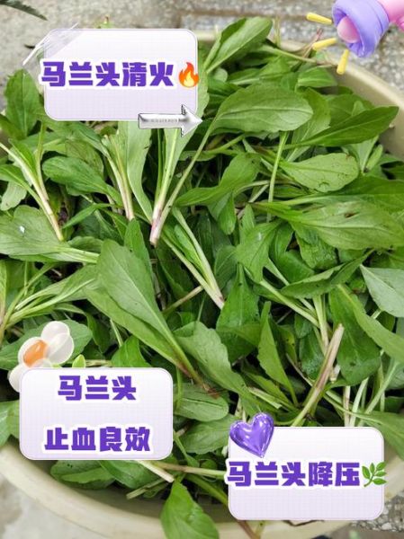 马兰头图片功效与作用_马兰头怎么吃最营养-第1张图片-山城妙识