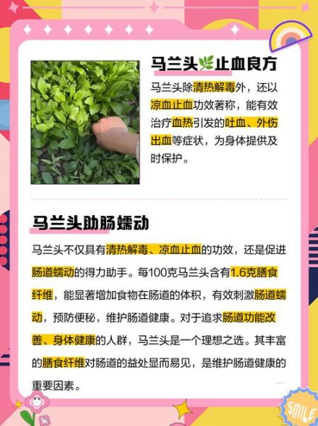 马兰头图片功效与作用_马兰头怎么吃最营养-第2张图片-山城妙识