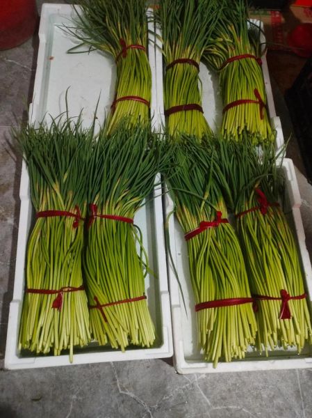 蒜苔怎么保存时间长_蒜苔图片怎么拍好看-第2张图片-山城妙识