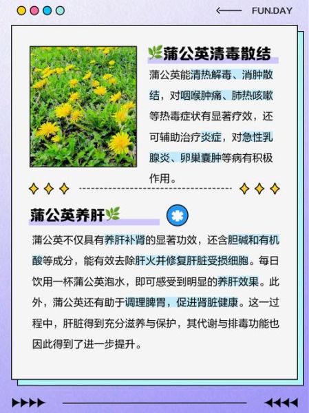 蒲公英对肝脏的损害_蒲公英伤肝是真的吗-第1张图片-山城妙识 蒲公英对肝脏的损害_蒲公英伤肝是真的吗-第1张图片-山城妙识