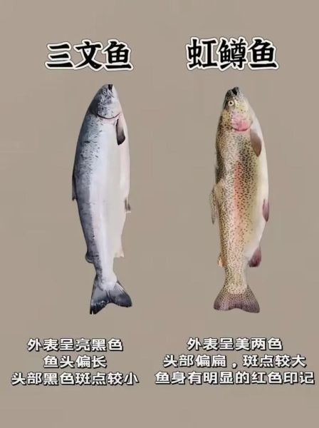 鲑鱼图片大全_如何区分三文鱼与虹鳟-第3张图片-山城妙识 鲑鱼图片大全_如何区分三文鱼与虹鳟-第3张图片-山城妙识