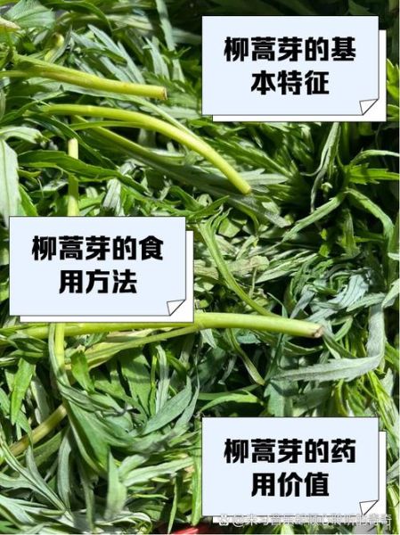 柳蒿芽泡水喝的功效_柳蒿芽泡水喝的禁忌-第2张图片-山城妙识 柳蒿芽泡水喝的功效_柳蒿芽泡水喝的禁忌-第2张图片-山城妙识