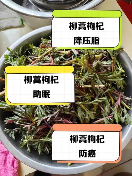 柳蒿芽泡水喝的功效_柳蒿芽泡水喝的禁忌-第1张图片-山城妙识 柳蒿芽泡水喝的功效_柳蒿芽泡水喝的禁忌-第1张图片-山城妙识