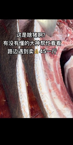 野猪肉多少钱一斤_野猪肉价格行情-第3张图片-山城妙识 野猪肉多少钱一斤_野猪肉价格行情-第3张图片-山城妙识