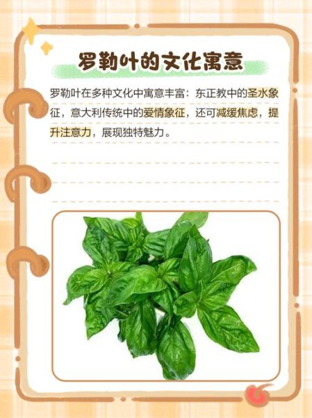 新鲜罗勒叶怎么吃_罗勒叶的做法大全-第3张图片-山城妙识