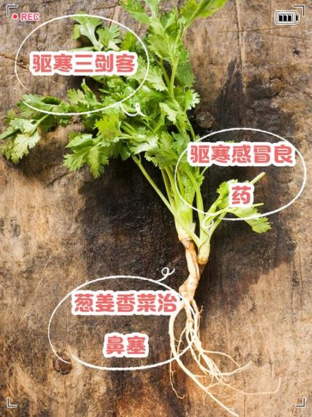 香菜根煮水的功效_香菜根煮水能天天喝吗-第1张图片-山城妙识 香菜根煮水的功效_香菜根煮水能天天喝吗-第1张图片-山城妙识