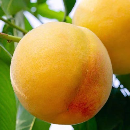 黄桃图库正能量图片怎么找_黄桃图库正能量图片有哪些分类-第2张图片-山城妙识 黄桃图库正能量图片怎么找_黄桃图库正能量图片有哪些分类-第2张图片-山城妙识