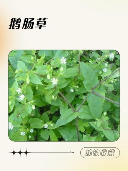 鹅肠草长什么样_鹅肠草的功效与作用-第2张图片-山城妙识 鹅肠草长什么样_鹅肠草的功效与作用-第2张图片-山城妙识