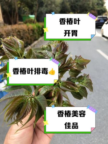 老香椿叶怎么吃_老香椿叶有毒吗-第1张图片-山城妙识 老香椿叶怎么吃_老香椿叶有毒吗-第1张图片-山城妙识
