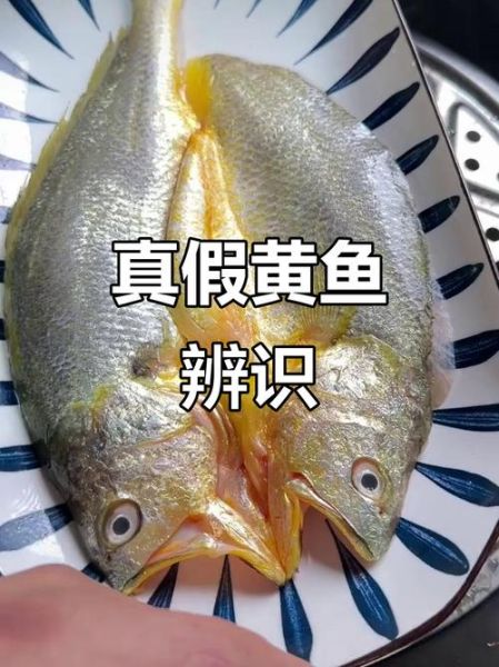 黄鱼鲞是什么鱼做的_黄鱼鲞和大黄鱼区别-第3张图片-山城妙识 黄鱼鲞是什么鱼做的_黄鱼鲞和大黄鱼区别-第3张图片-山城妙识