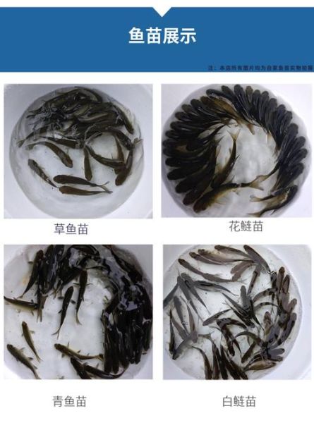 鱼苗图片大全_如何辨别常见品种-第2张图片-山城妙识 鱼苗图片大全_如何辨别常见品种-第2张图片-山城妙识