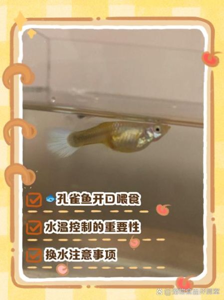 鱼苗图片大全_如何辨别常见品种-第1张图片-山城妙识 鱼苗图片大全_如何辨别常见品种-第1张图片-山城妙识