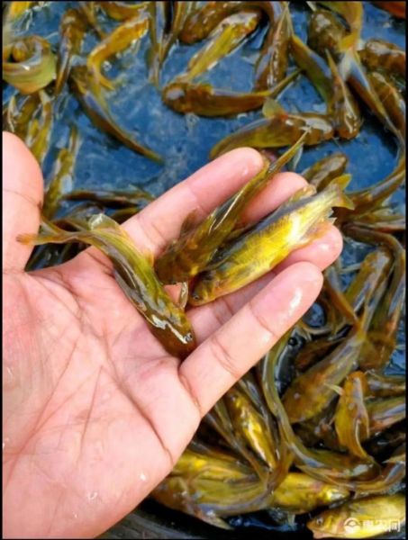 鱼苗图片大全_如何辨别常见品种-第3张图片-山城妙识 鱼苗图片大全_如何辨别常见品种-第3张图片-山城妙识