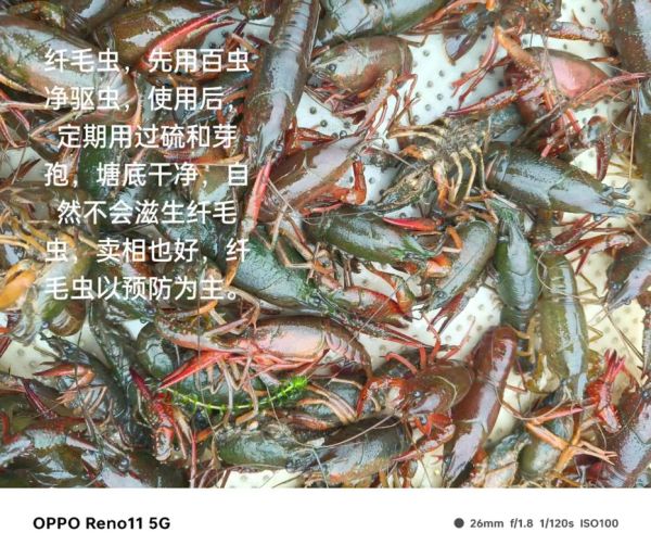 龙虾养殖技术大全_龙虾养殖常见问题-第1张图片-山城妙识 龙虾养殖技术大全_龙虾养殖常见问题-第1张图片-山城妙识