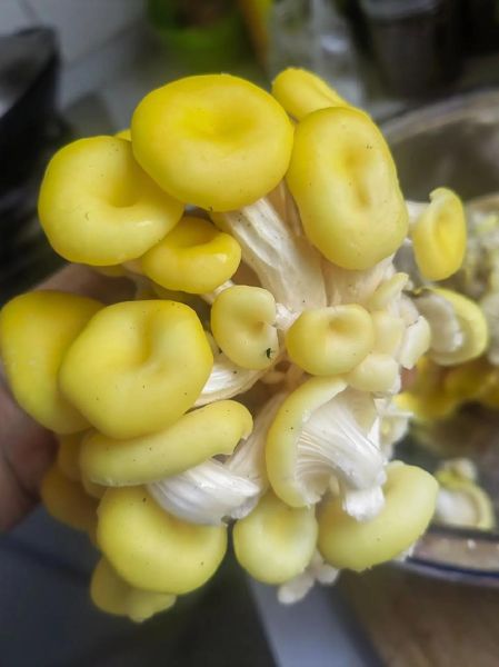 冬菇黄是什么_冬菇黄能吃吗-第1张图片-山城妙识 冬菇黄是什么_冬菇黄能吃吗-第1张图片-山城妙识