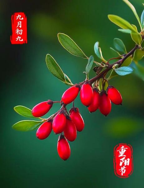 重阳节登高插茱萸的寓意_重阳节为什么要插茱萸-第3张图片-山城妙识 重阳节登高插茱萸的寓意_重阳节为什么要插茱萸-第3张图片-山城妙识