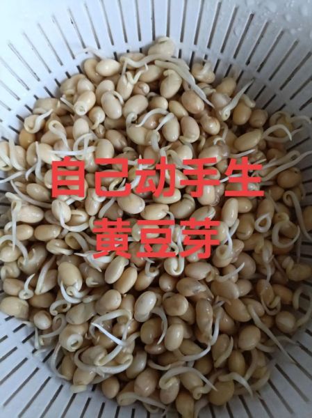 黄豆芽怎么做好吃_黄豆芽的家常做法大全-第1张图片-山城妙识 黄豆芽怎么做好吃_黄豆芽的家常做法大全-第1张图片-山城妙识