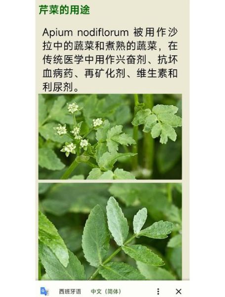 野生水芹菜哪些人不能吃_野生水芹菜禁忌有哪些-第2张图片-山城妙识 野生水芹菜哪些人不能吃_野生水芹菜禁忌有哪些-第2张图片-山城妙识