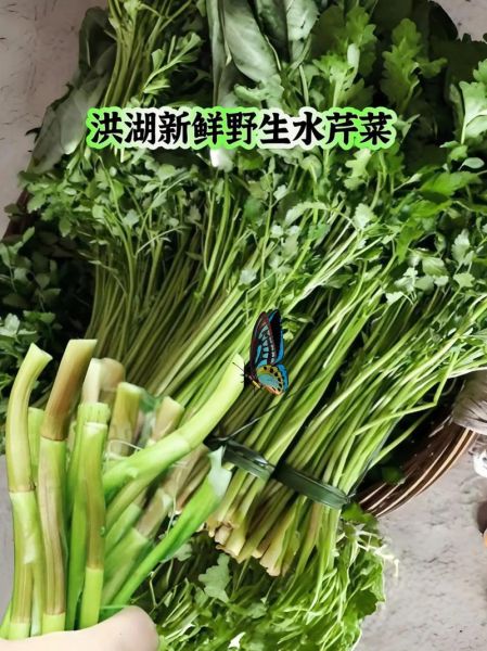 野生水芹菜哪些人不能吃_野生水芹菜禁忌有哪些-第3张图片-山城妙识 野生水芹菜哪些人不能吃_野生水芹菜禁忌有哪些-第3张图片-山城妙识