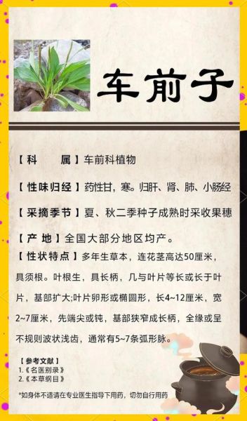 车前子壳粉的功效与作用_车前子壳粉的禁忌症-第3张图片-山城妙识 车前子壳粉的功效与作用_车前子壳粉的禁忌症-第3张图片-山城妙识